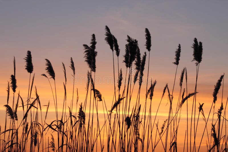 Reed over sunset sky stock image. Image of blue, rural - 37727133