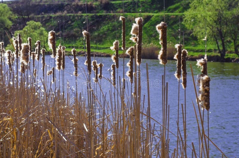 Reed over the water stock photo. Image of park, cloudy - 90916222