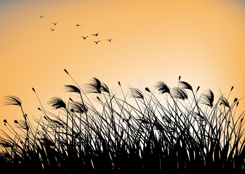 Reed painting stock vector. Illustration of beauty, drawing - 36340961