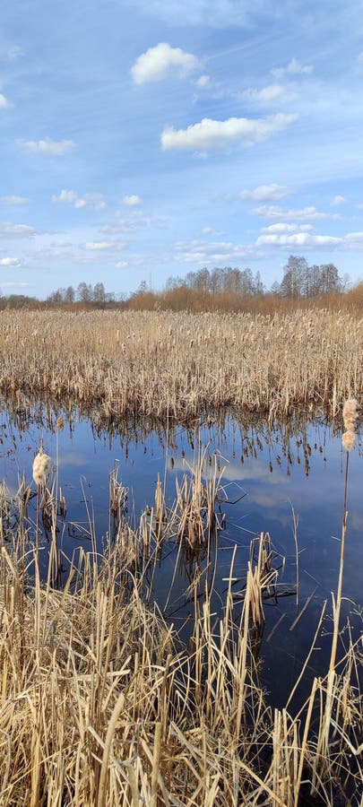 Reed Paradise and Duck Hunting. Stock Image - Image of duck, reed ...