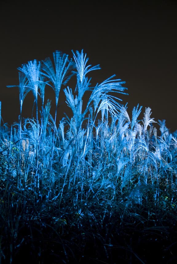 Reed stock image. Image of plant, reed, tree, night, chestnut - 82407975