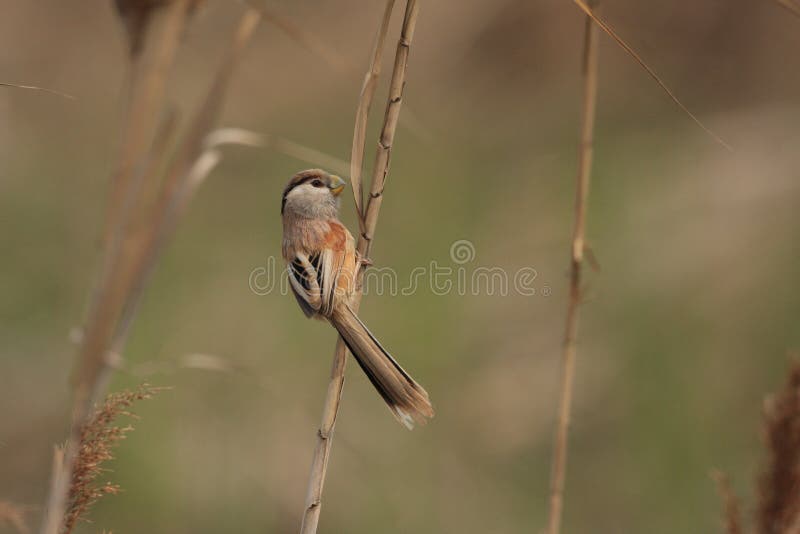 Reed Parrotbill imagen de archivo. Imagen de amenazado - 39362351