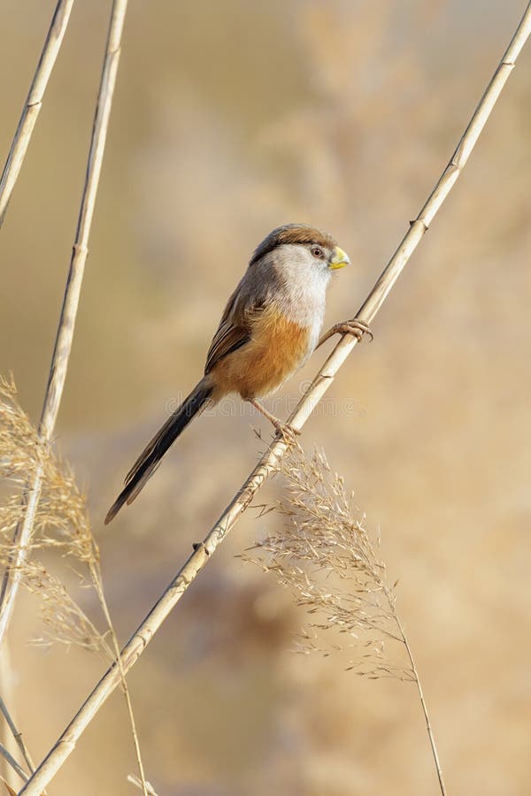 Reed Parrotbill bird stock photo. Image of china, parrotbill - 365445300