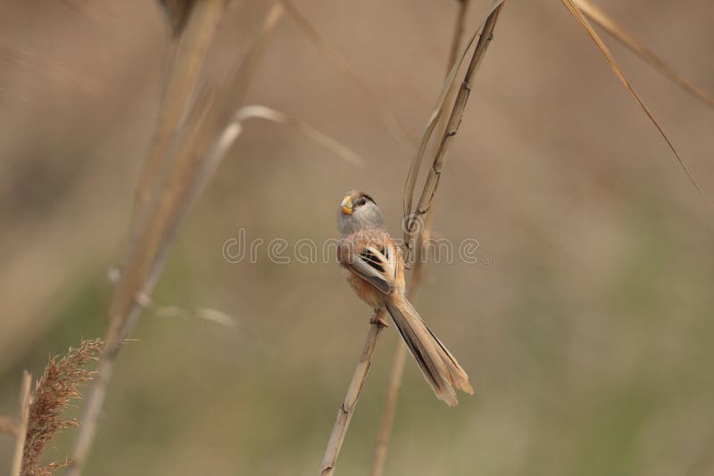 Reed Parrotbill stock photo. Image of marsh, bird, feather - 39361882