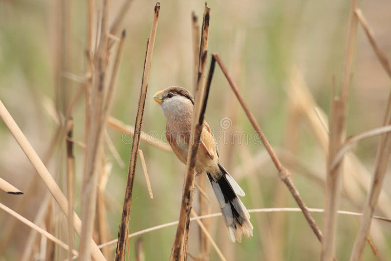 Reed Parrotbill stock image. Image of animal, marsh, feather - 39362123
