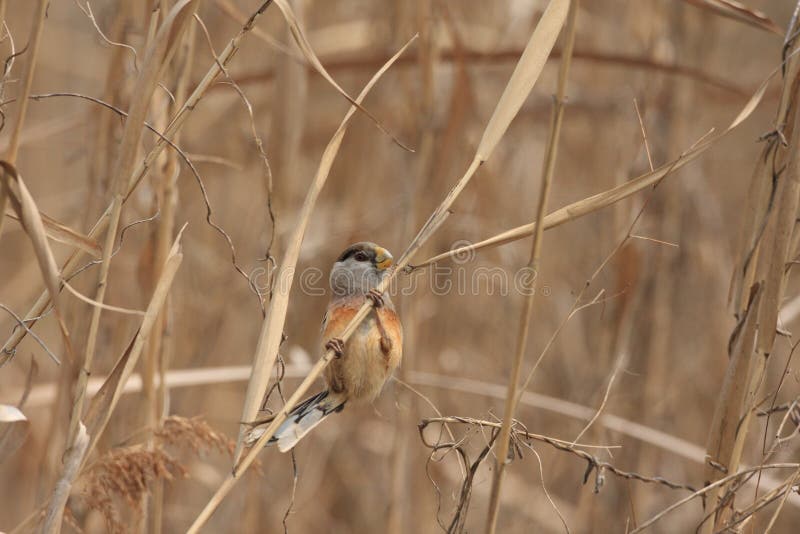 Reed Parrotbill stock photo. Image of parrotbill, feather - 39362212