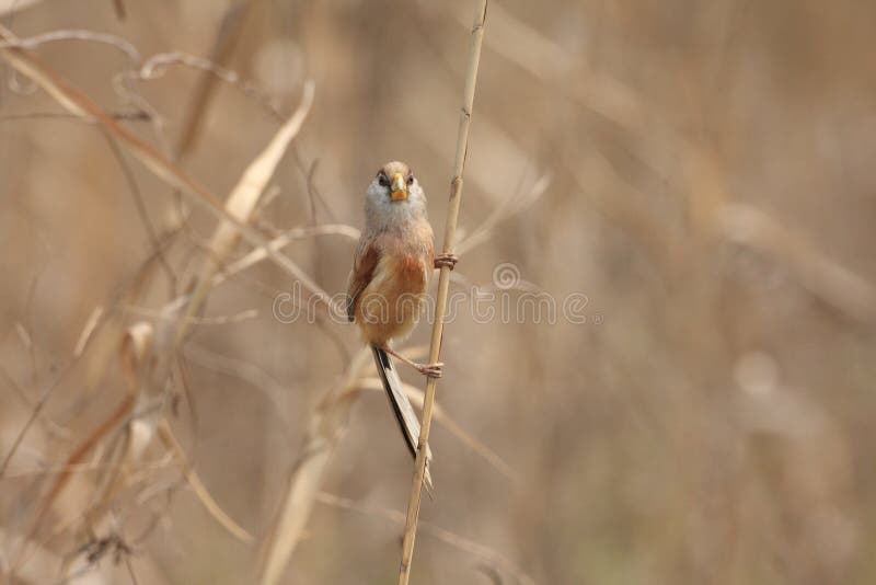 Reed Parrotbill stock image. Image of parrotbill, formosa - 39362395
