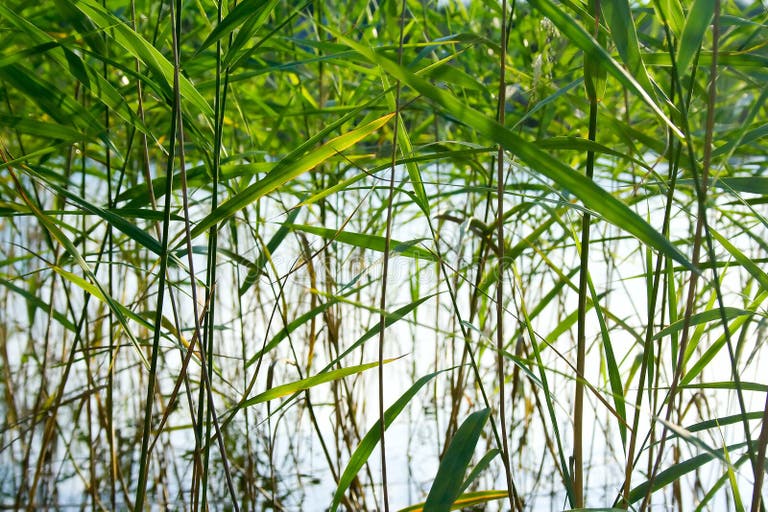 10,967 Reed Blankenship Wallpaper Stock Photos - Free & Royalty-Free ...