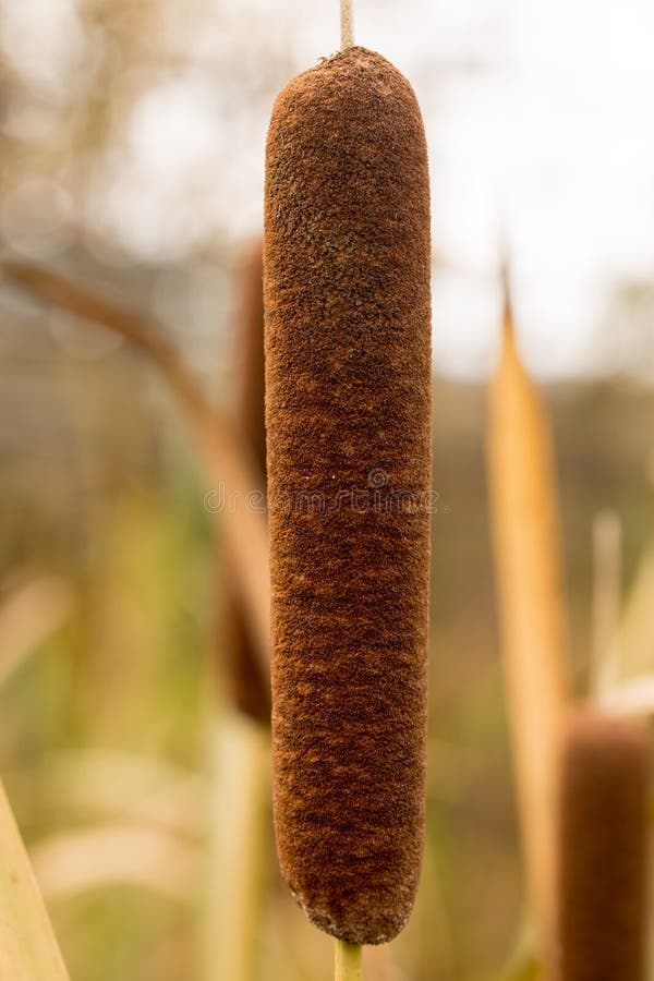 Reed plant in autumn stock photo. Image of reeds, reed - 168586042