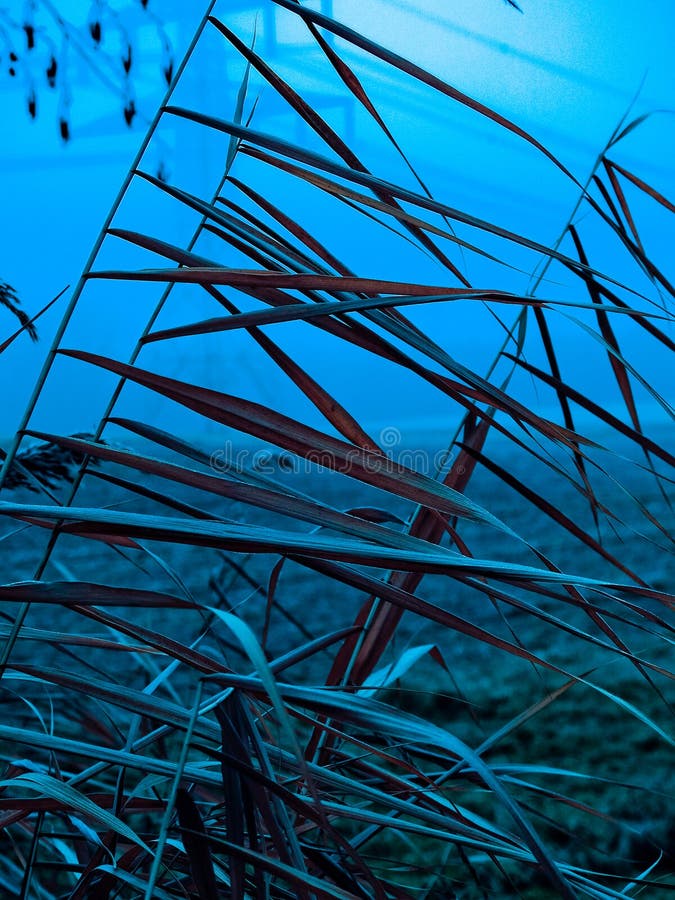 Reed Plant Details Toned Blue Stock Photo - Image of blade, details ...