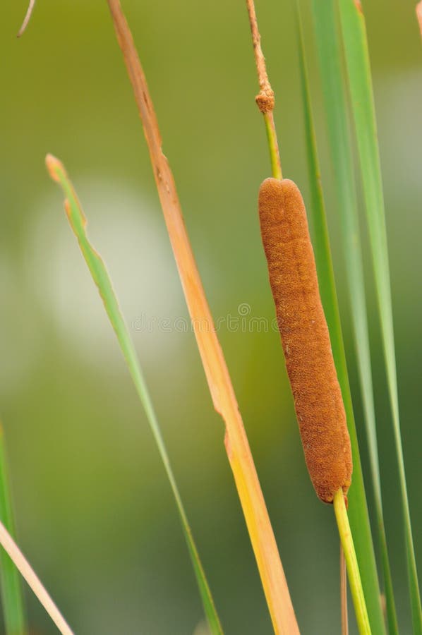 Reed Plant I Picture. Image: 5884773