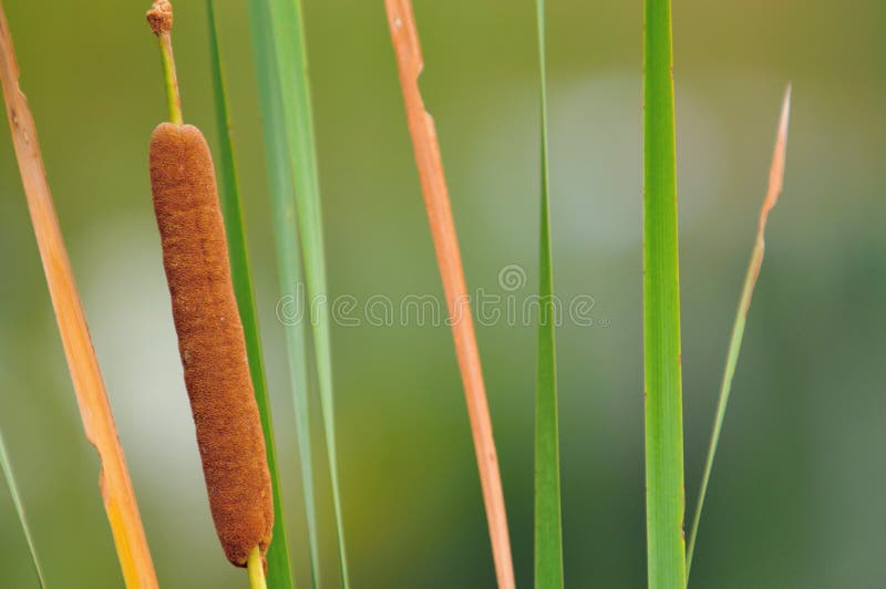 Reed Plant II stock photo. Image of aquatic, river, plants - 5884832