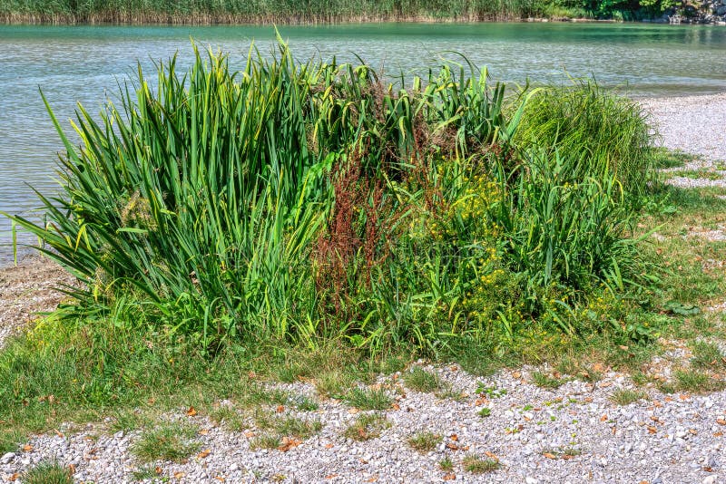 Reed plant stock photo. Image of botanical, bulrush - 254917690