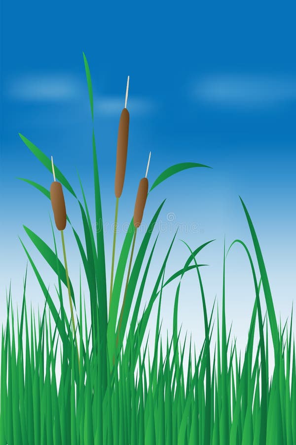 Vector Cattails Illustration Stock Vector - Illustration of reeds, stem ...