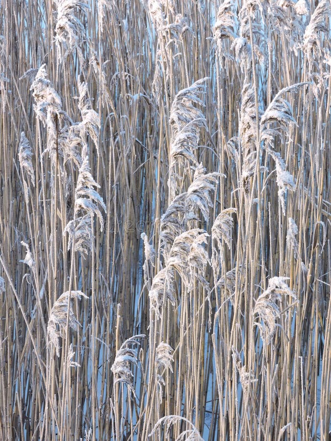 Reed plant pattern stock image. Image of reed, yellow - 48409665