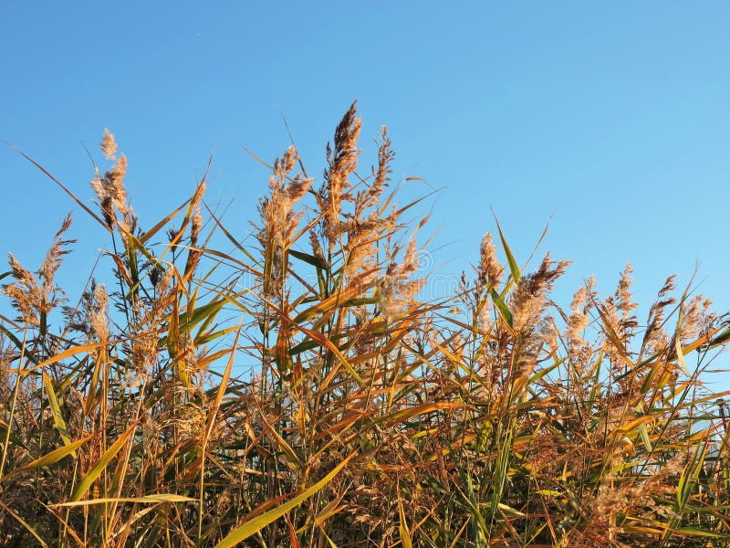 Reed plant stock image. Image of view, flora, plant, reed - 83957307
