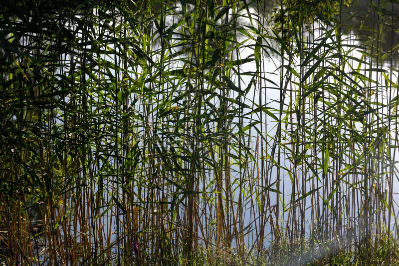 Reed plants at the lake stock image. Image of reed, nature - 392745155