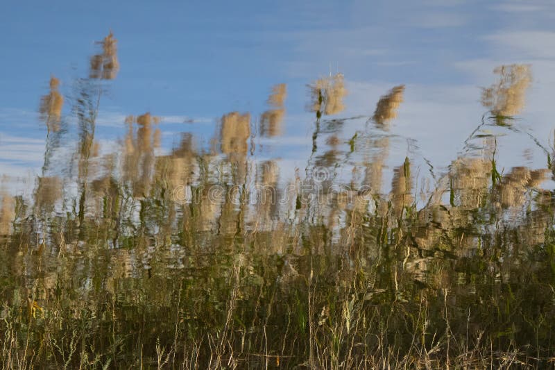 Reed Plants Reflected in a Stream Stock Photo - Image of common, plant ...
