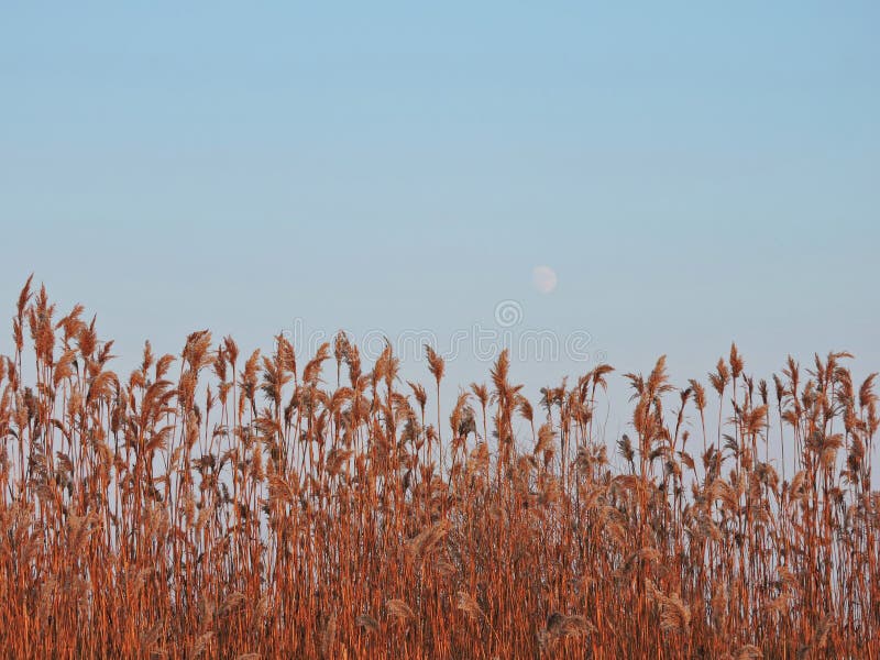 Sunset over reed stock photo. Image of light, horizon - 50196894
