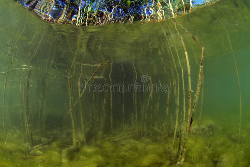Reed plants underwater stock image. Image of flood, cold - 49168443