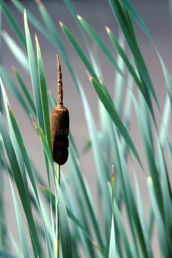Reed in the pond stock photo. Image of flower, botany, summer - 153314