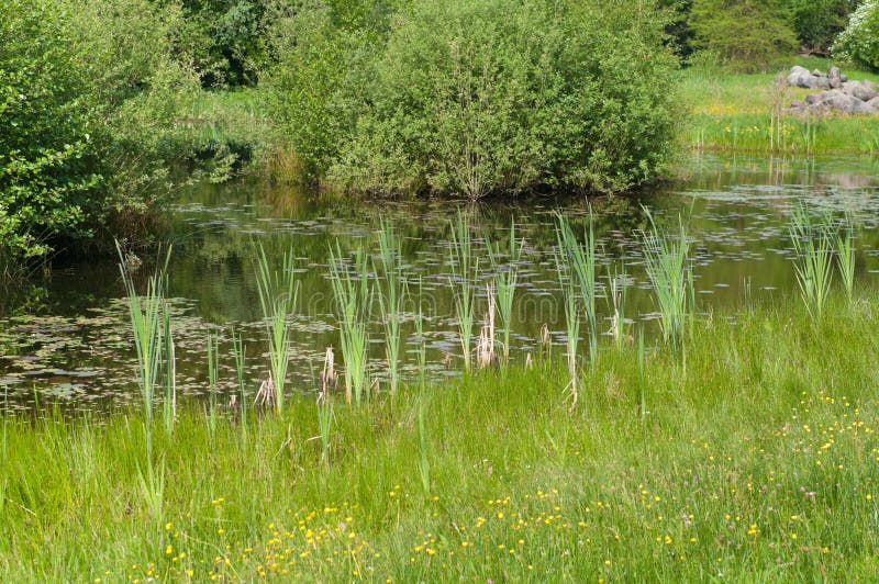 Reed in a pond stock photo. Image of swampland, flora - 20099302