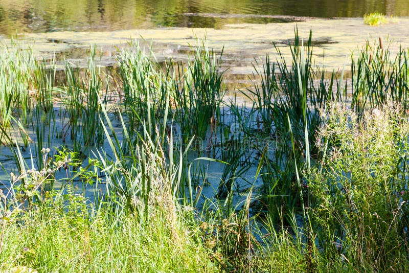 Reed in Pond Overgrown with Slime and Duckweed Stock Photo - Image of ...