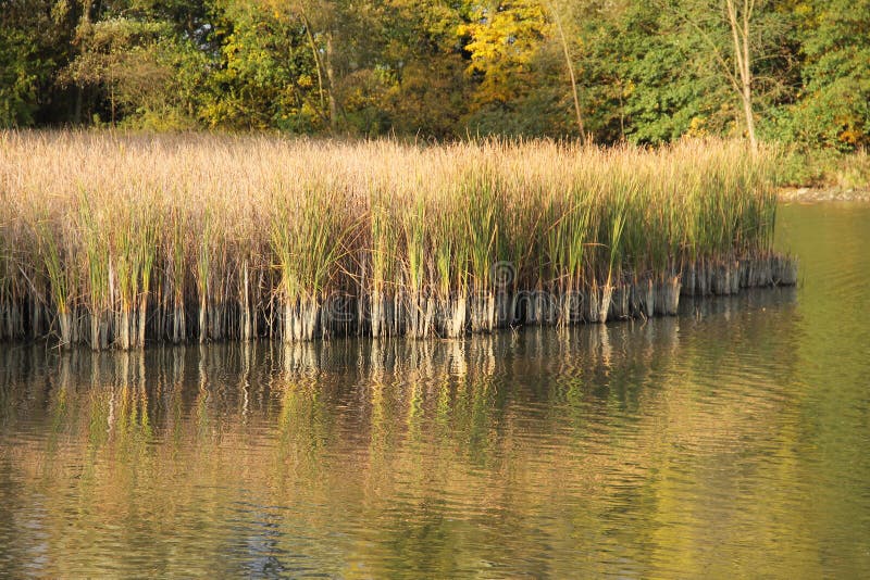 Reed in the pond stock image. Image of growing, environment - 79574607