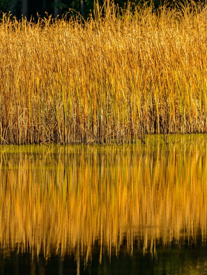 Reed on a Pond with Reflections in Sunset Light Stock Photo - Image of ...