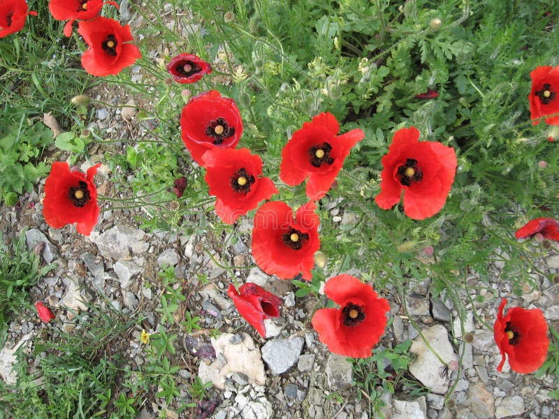 REED POPPIES stock photo. Image of fields, landscape - 54853610