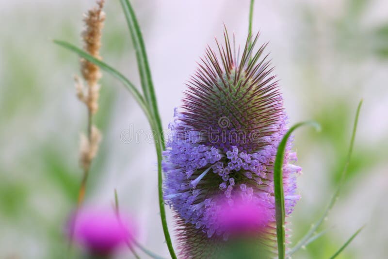 Reed with Purple Flower Bloom Stock Image - Image of wild, bloom: 175337183