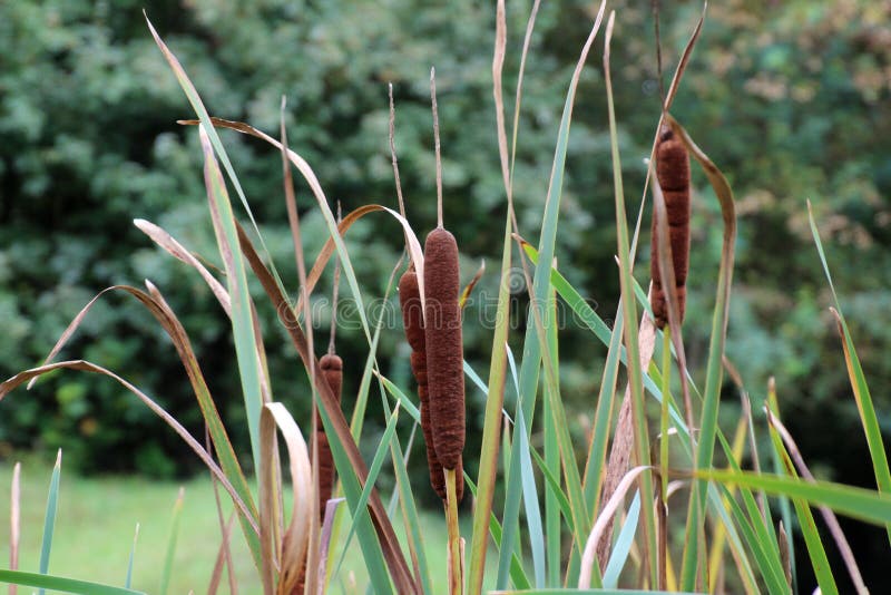 Reed stock image. Image of natural, marsh, reed, background - 78579263