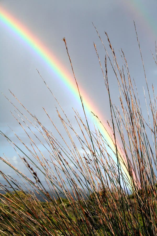 Flower for mother stock photo. Image of daughter, holiday - 18984160