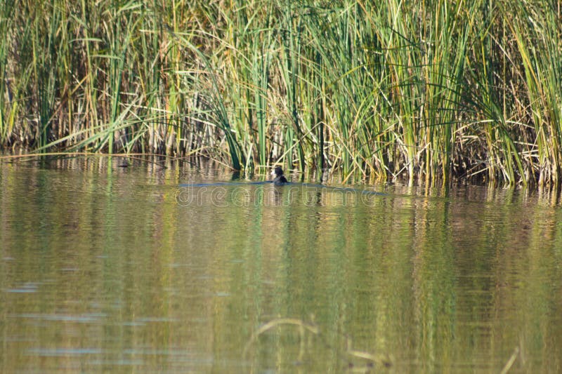 Reed Reflecting on Lake Landscape View of it Stock Image - Image of ...