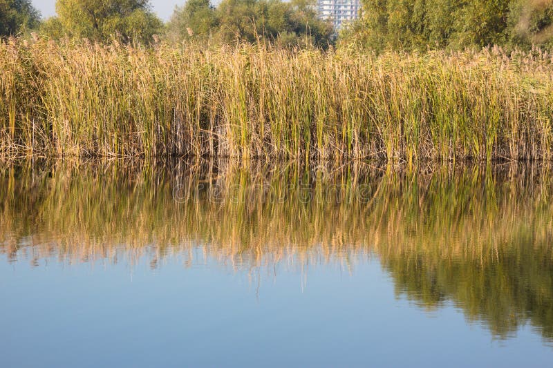 Reed Reflecting on Lake Landscape View of Stock Image - Image of calm ...