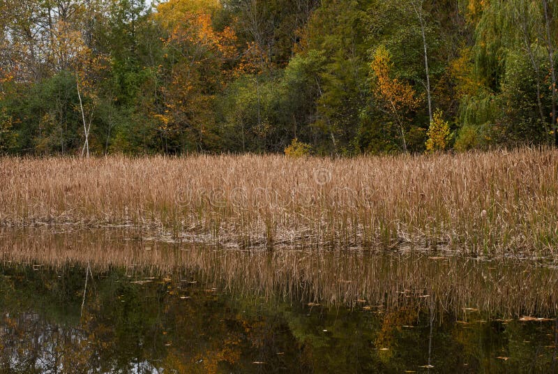 Reed Reflection stock image. Image of water, lake, landscape - 27004005