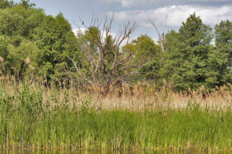 Reed and river stock image. Image of plants, stream, growth - 28752813