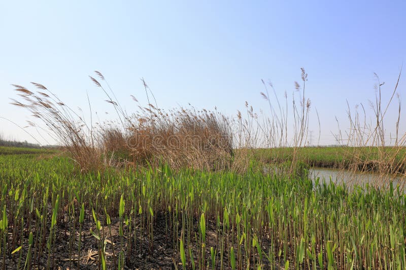Reed by the river stock image. Image of outdoors, park - 385927983