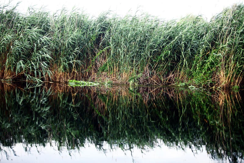 Reed on a river stock image. Image of green, reflection - 50450295