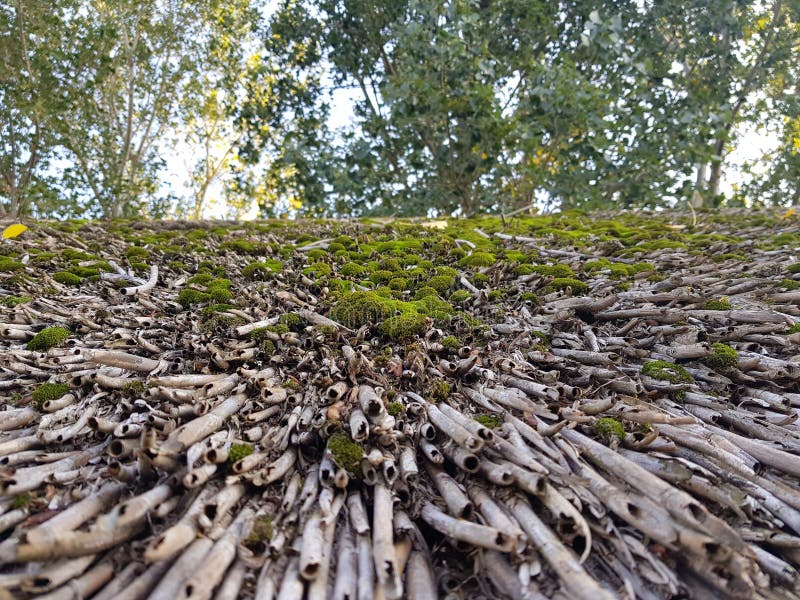 Reed and moss stock photo. Image of fluffy, lush, forest - 4465532