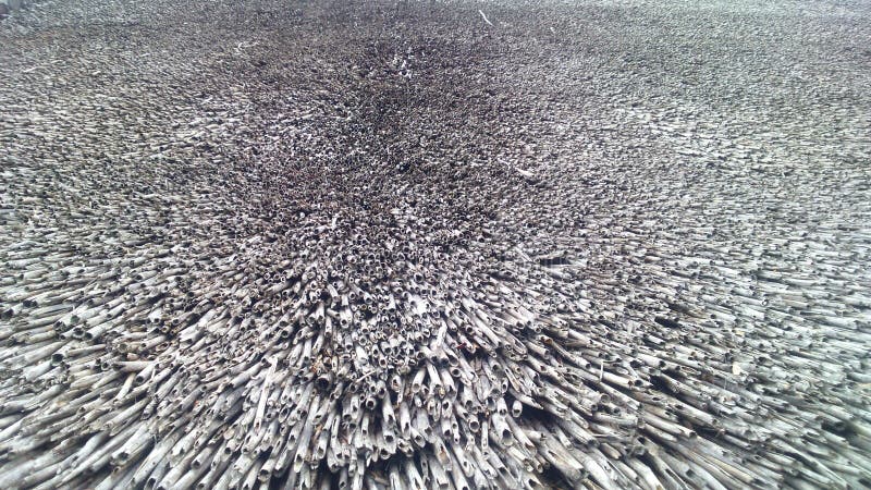 Reed on roof stock image. Image of roof, building, nature - 66983211