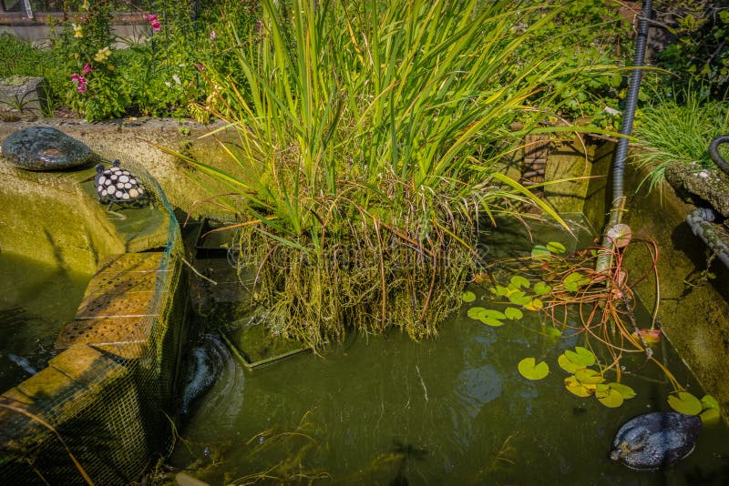 Roots of Reed in an almost Empty Garden Pond Stock Photo - Image of ...