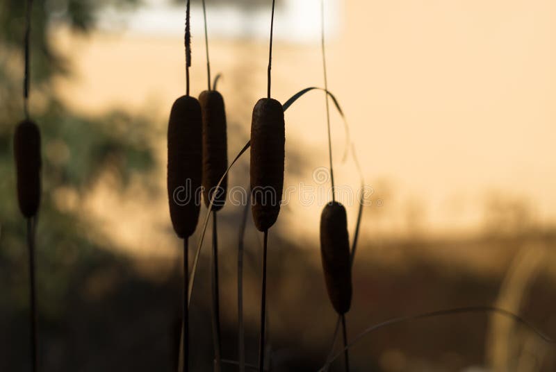 Reed scenery on lake stock photo. Image of beauty, plant - 85256138
