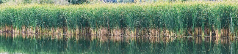 Reed, Sedge or Reed on Lake or Pond Stock Photo - Image of life, grass ...