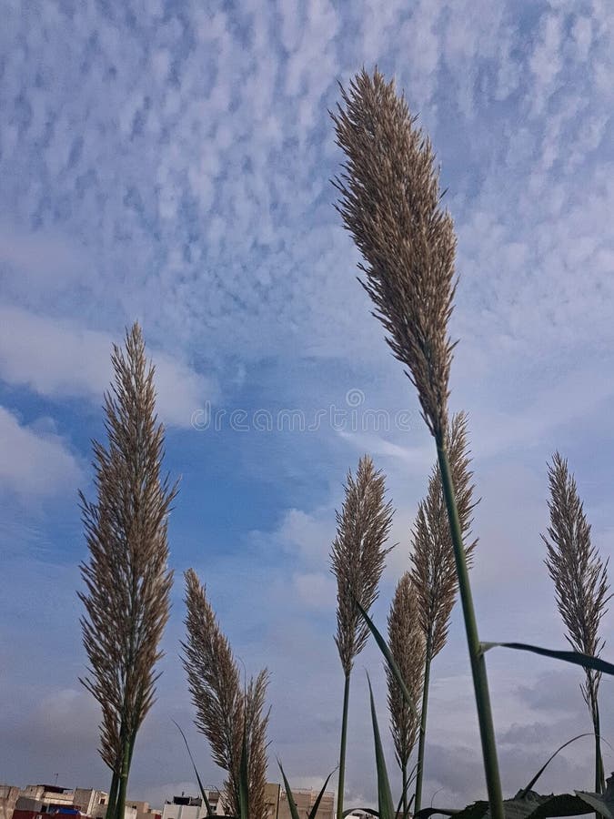 Reed Seed Heads are Silhouetted Against a Sky Adorned with Soft, Light ...