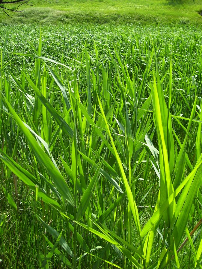The reed stock photo. Image of wind, leaves, reeds, nature - 117012968