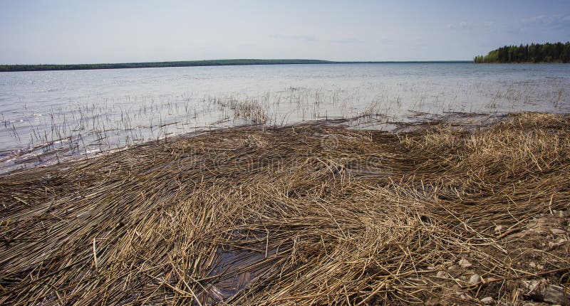 Reed on the shoreline stock image. Image of rocks, reeds - 95294711