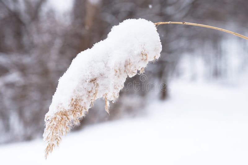 Reed in snow stock image. Image of scene, plant, serene - 27732653