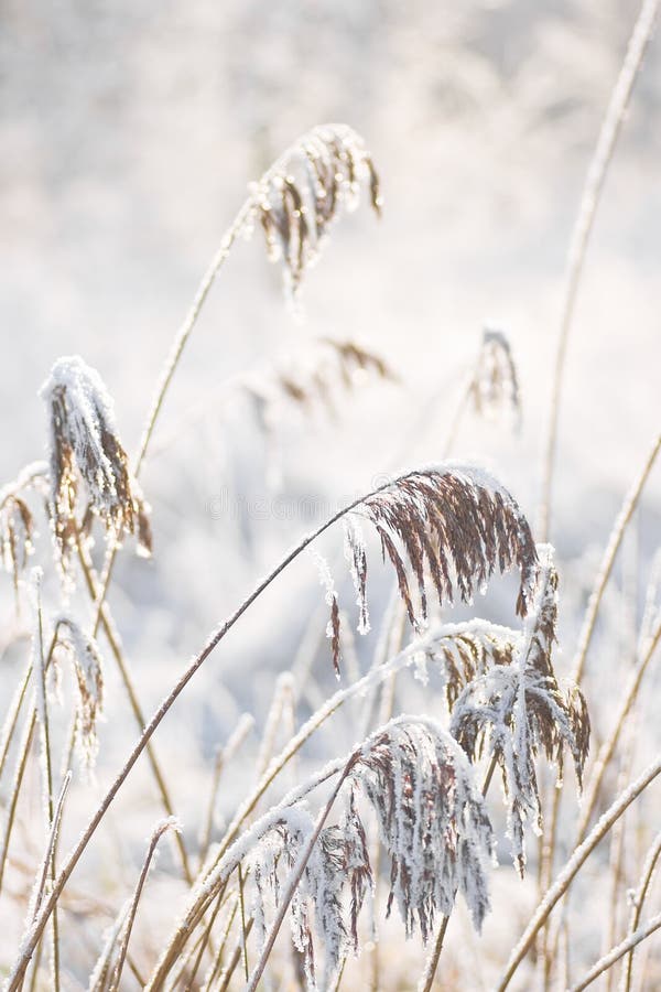 Plant in hands stock image. Image of conservation, hand - 19365683