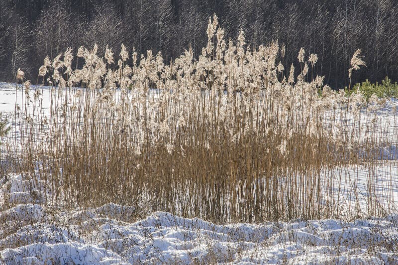 Reed in the snow stock image. Image of reed, winter - 226509543
